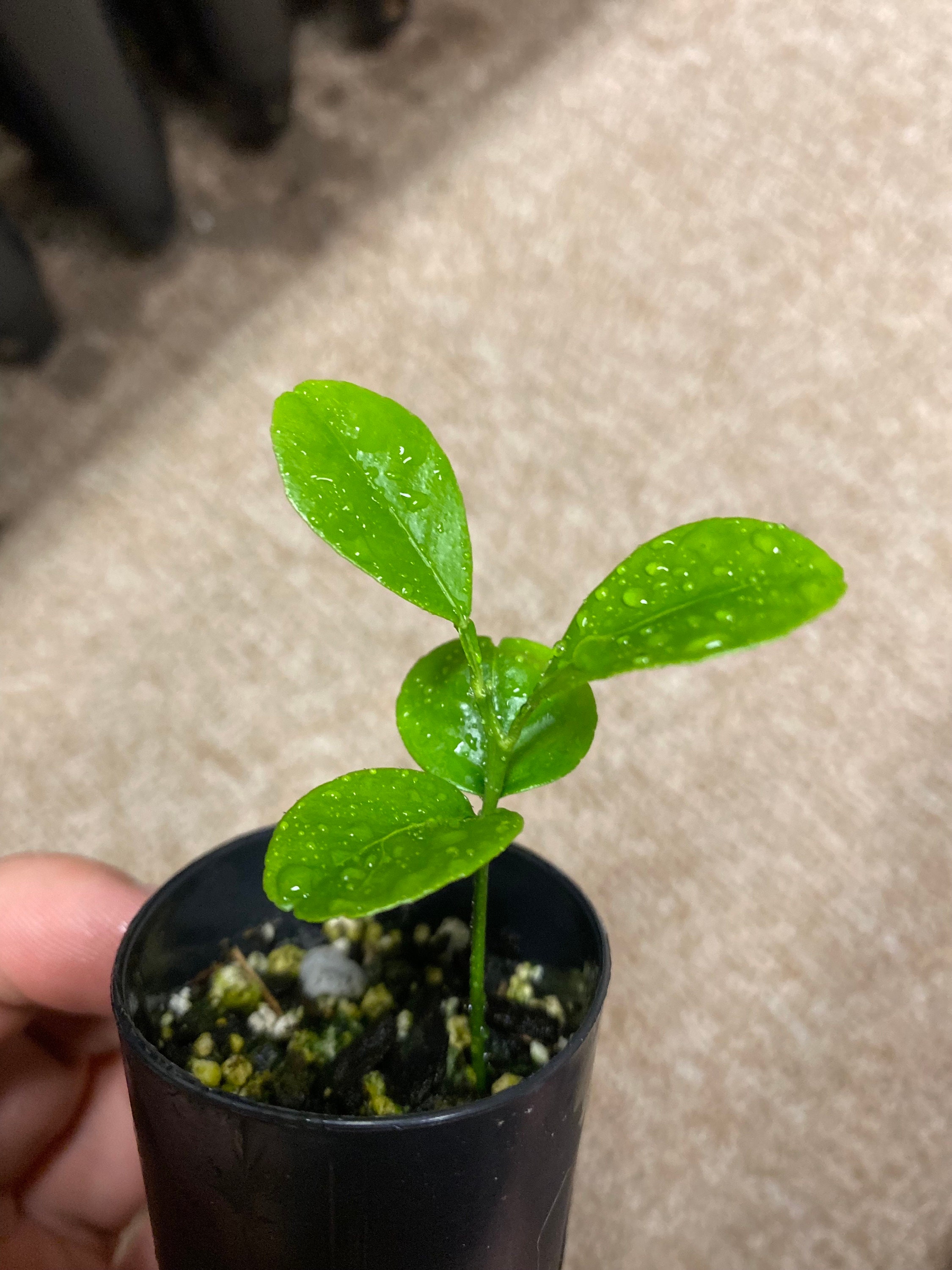 Cleopatra Mandarin Tree Sapling - Etsy
