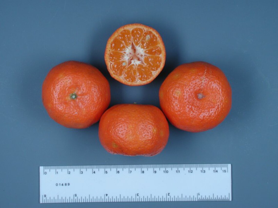 Cleopatra Mandarin Seeds: Freshly Harvested (citrus Reshni) - Etsy