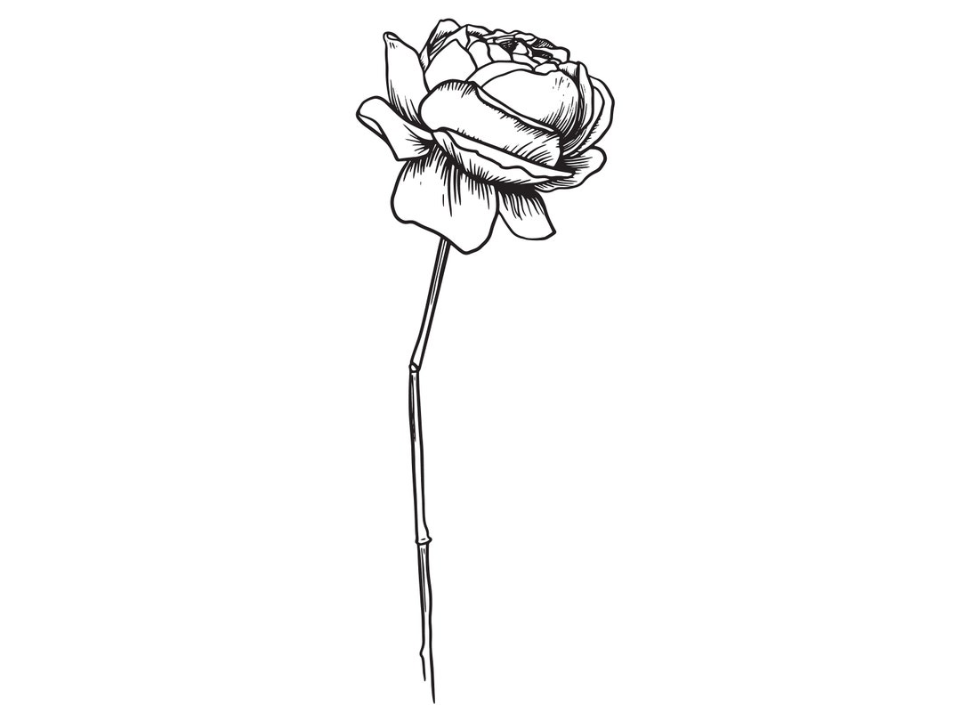 Simple Long Stem Black Rose Outline/line Art/logo/decal/cut/floral ...