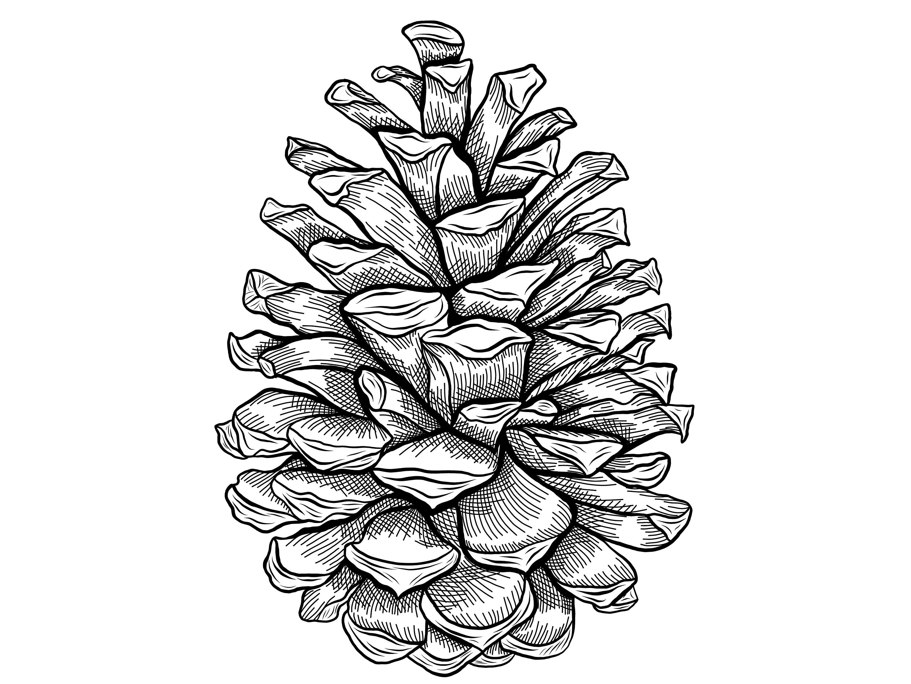 Pine Cone Stencil Border