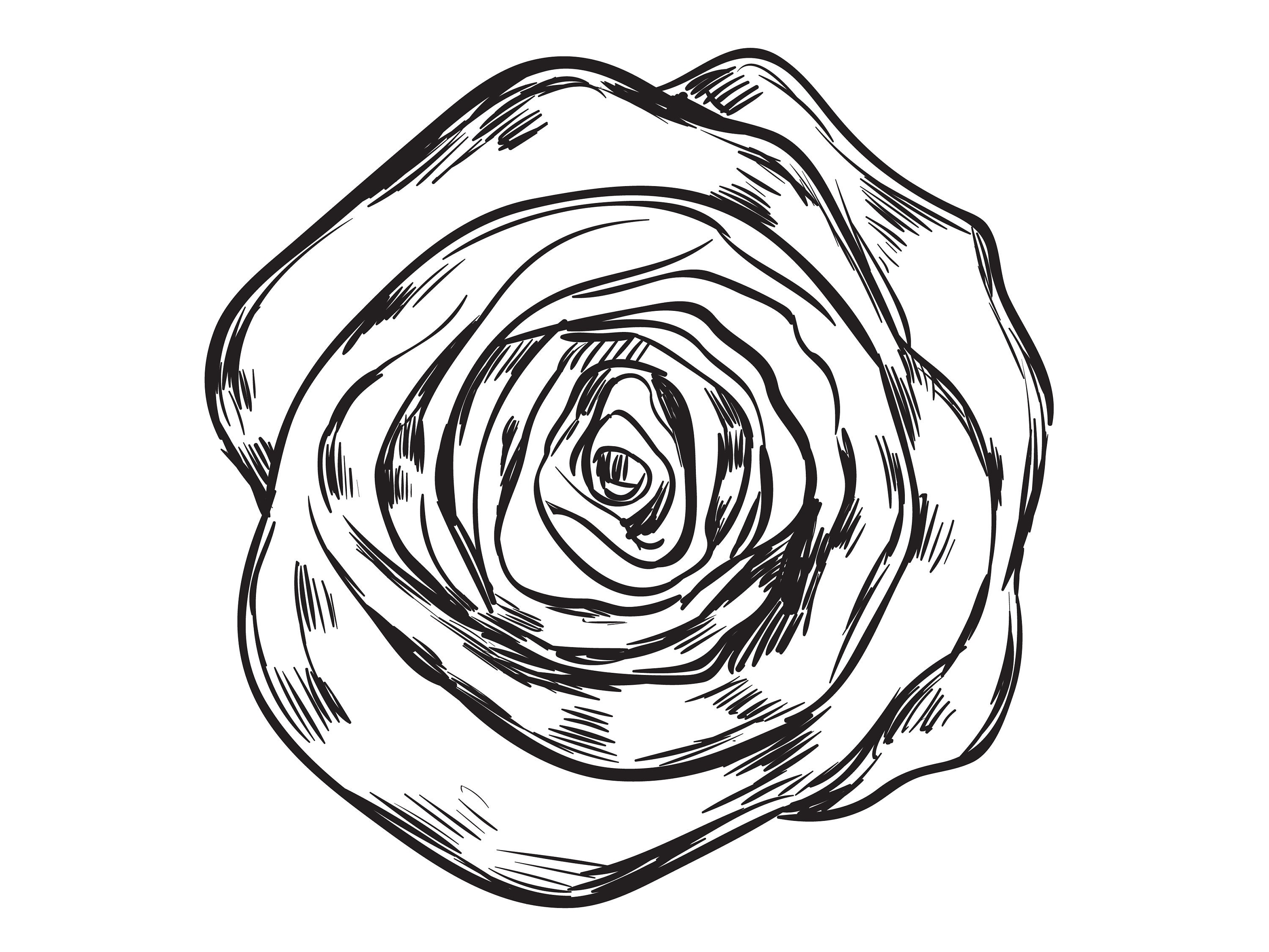 Black Rose Outline/line - Etsy