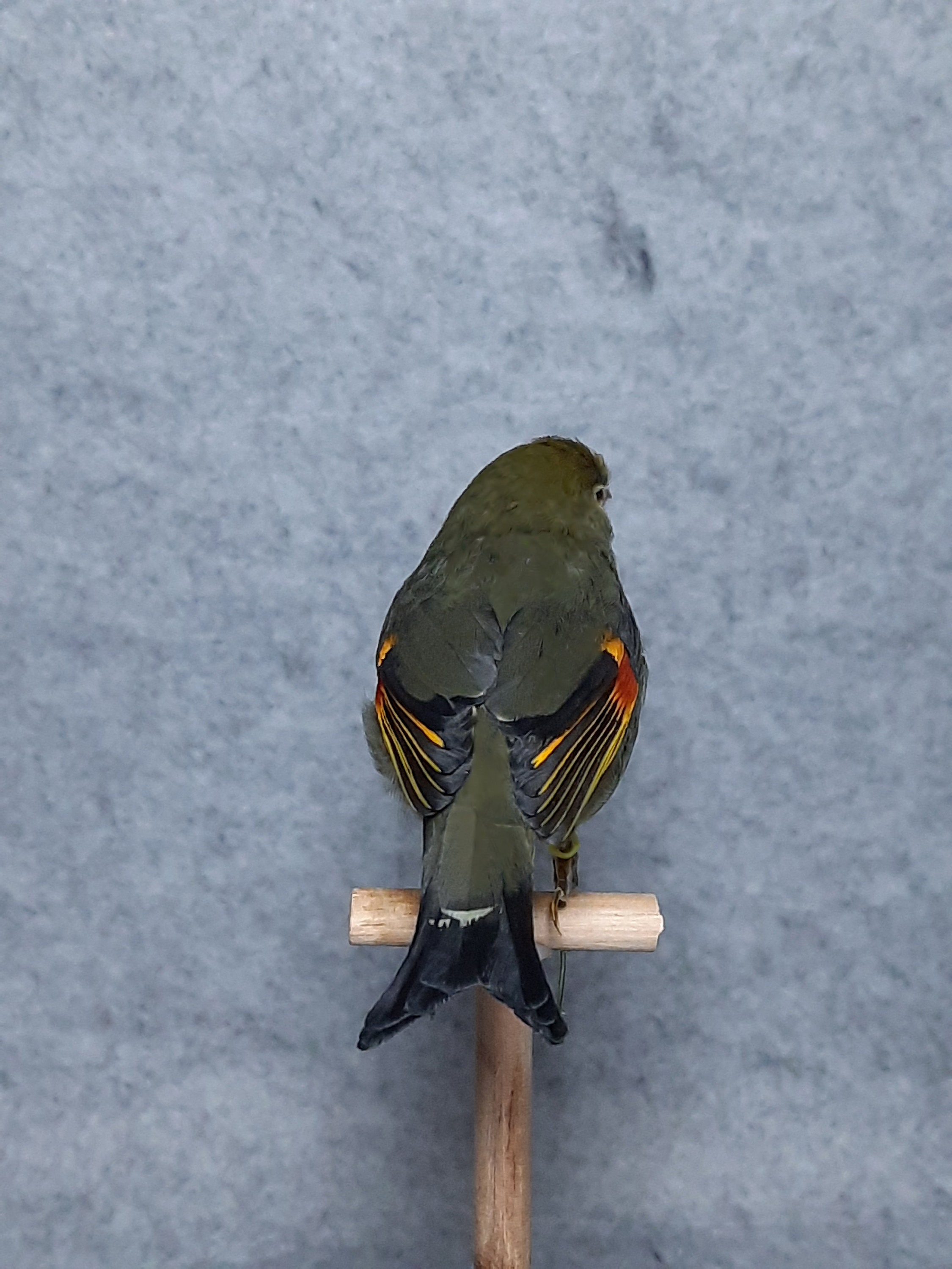 Real Stuffed Red Billed Leiothrix Robin Taxidermy - Etsy