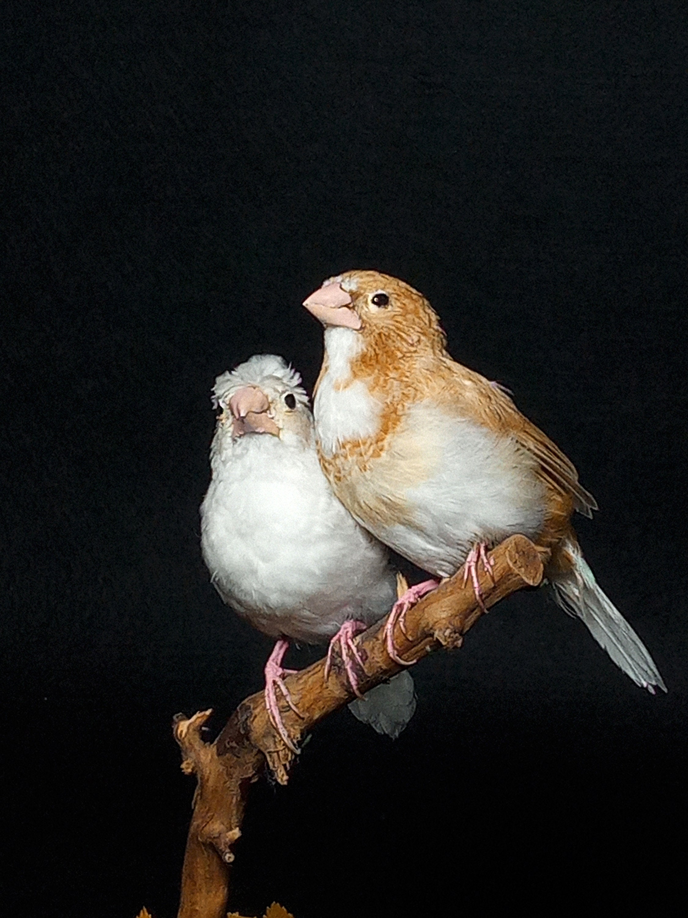 Crested Society Finches