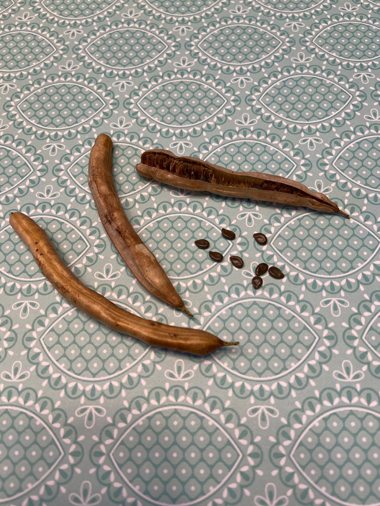 Flowering Senna Bush Seeds | Etsy