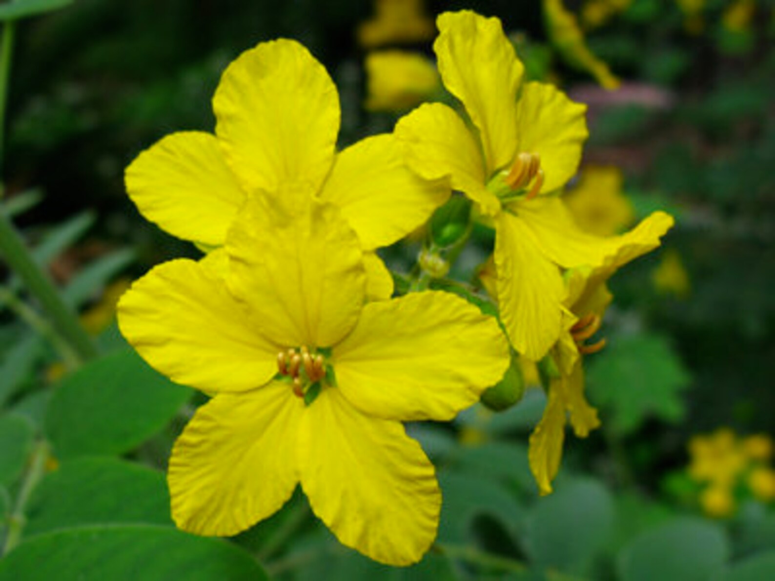 Flowering Senna Bush Seeds | Etsy