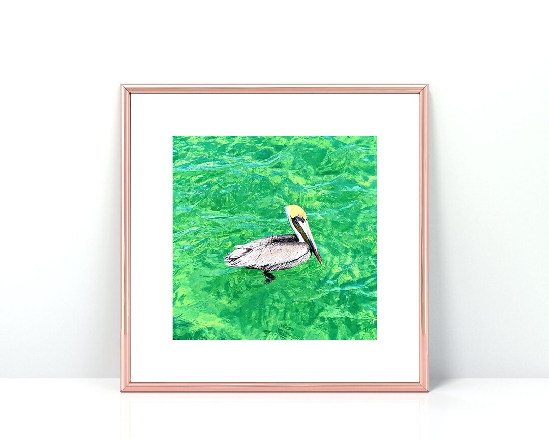 Limited Edition Florida Keys Pelican (square Sized) (signed Photograph ...