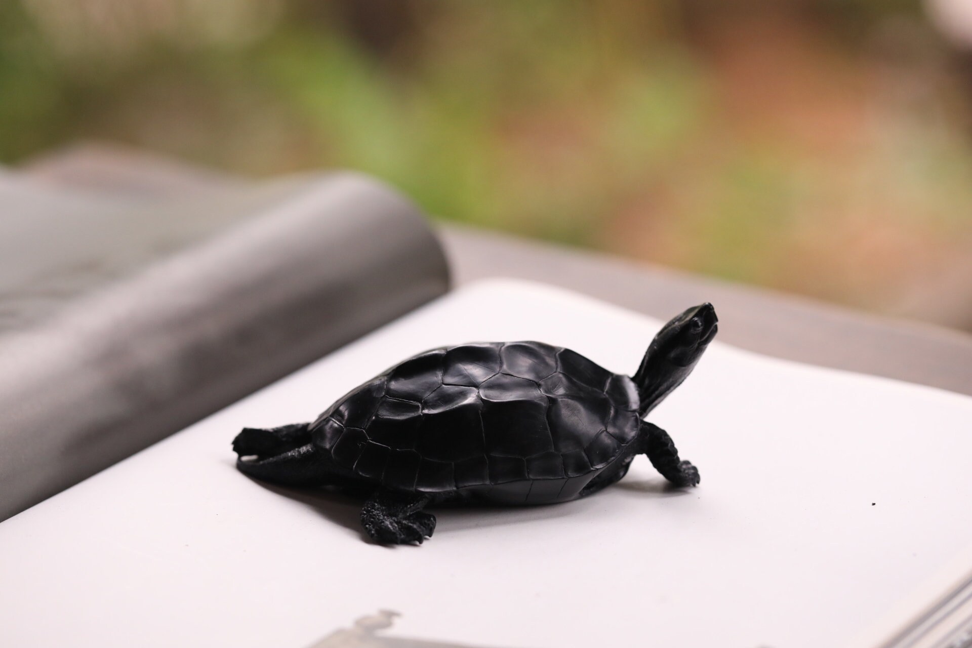Ink Turtle / Chinese Three-keeled Pond Turtle chinemys Reevesi Handmade ...