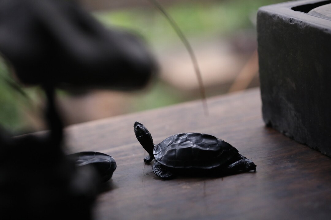 Ink Turtle / Chinese Three-keeled Pond Turtle chinemys Reevesi Handmade ...