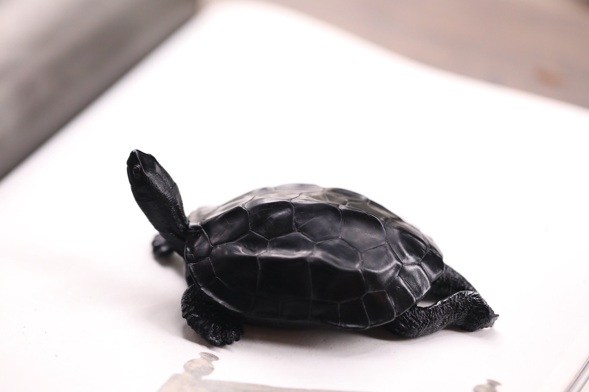 Ink Turtle / Chinese Three-keeled Pond Turtle chinemys Reevesi Handmade ...