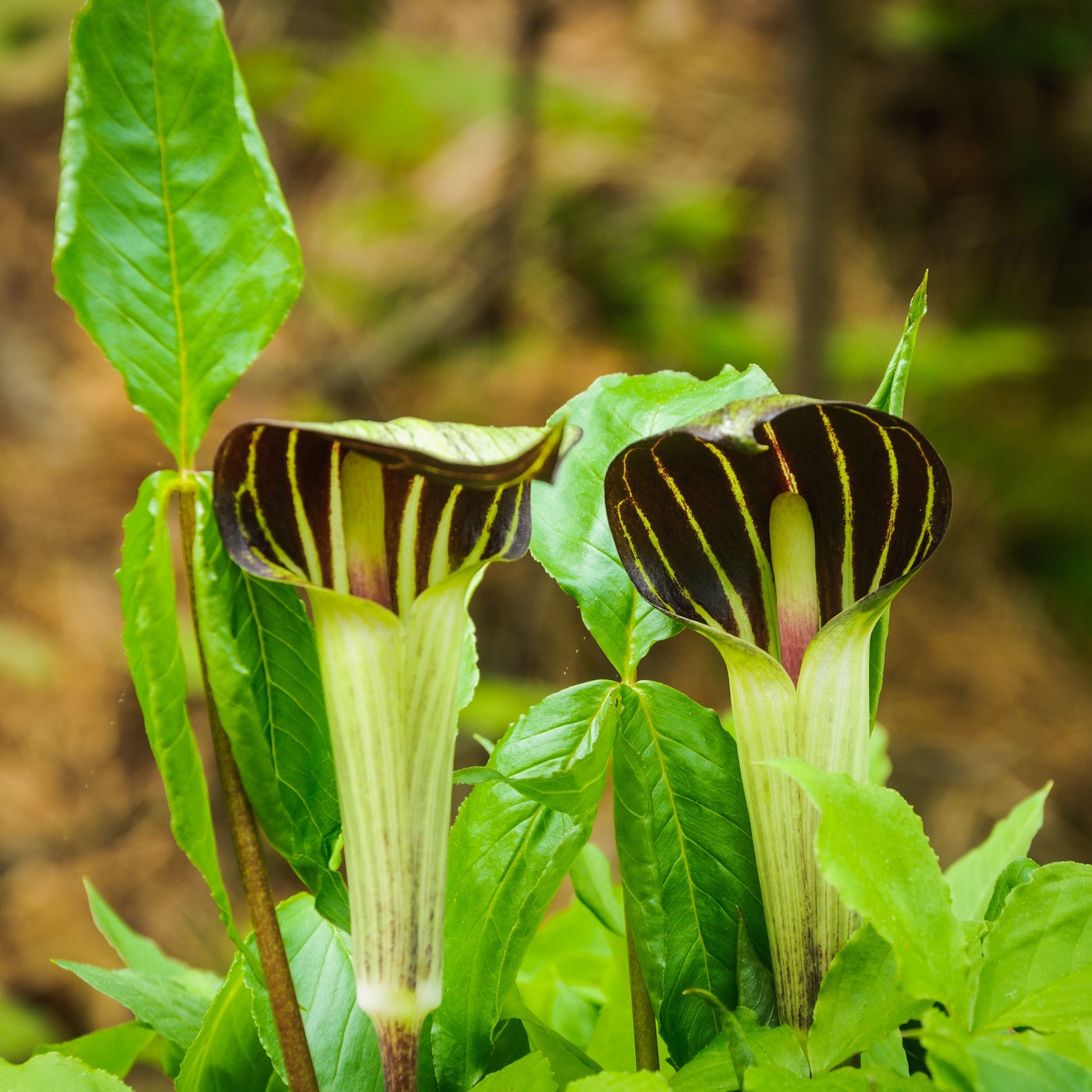 Cobra Lily Large Pitcher Plants Fresh Dug Bulbs | Etsy