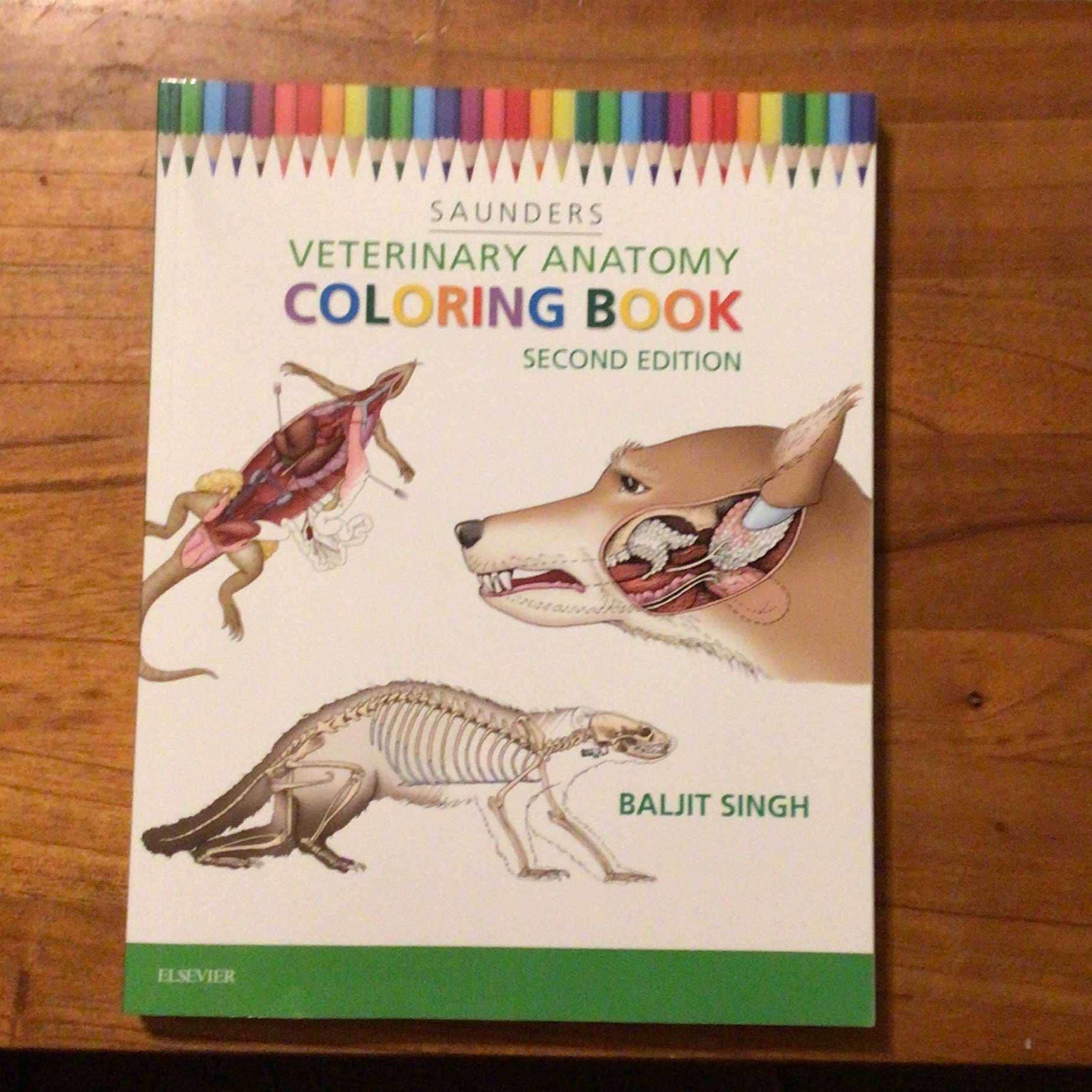 Animal Anatomy Coloring Pages