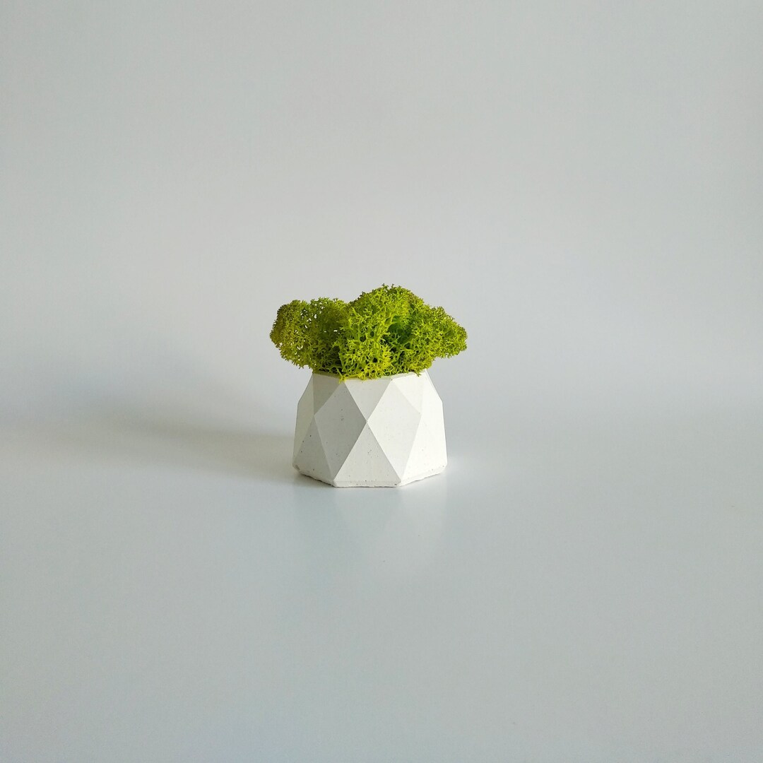 Pot octo With Moss - Etsy