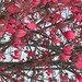 Brilliant Red Flowering Burning Bush Qty-100 UN Rooted - Etsy