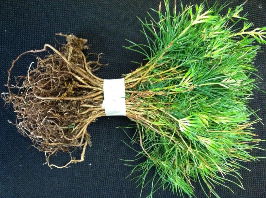 White Pine Tree Seedlings - 28 Starter Saplings 6-9" - Etsy