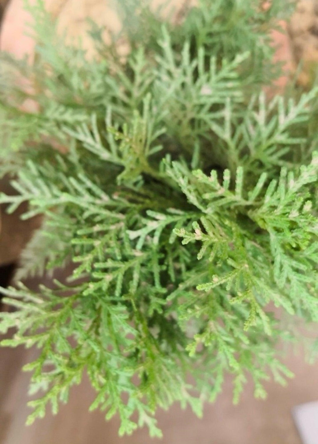 Evergreen White Cedar Tree Qty-28 Unrooted Cuttings 6-10 Inches Long ...