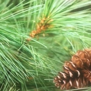 Qty- 1000 Eastern White Pine Transplant Starter Bulk Tree Seedlings 6 ...