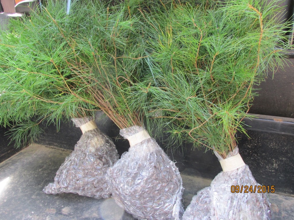 1000 Eastern White Pine Tree Seedlings: 6-8" Starter Transplants - Etsy