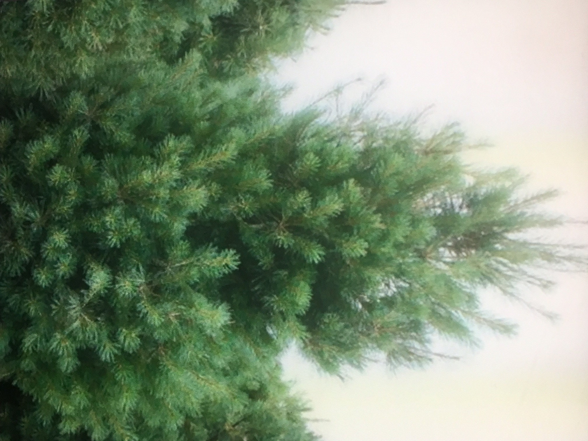 Eastern White Pine Tree Seedlings - 36 Inch Starter Plants (quantity 2 ...