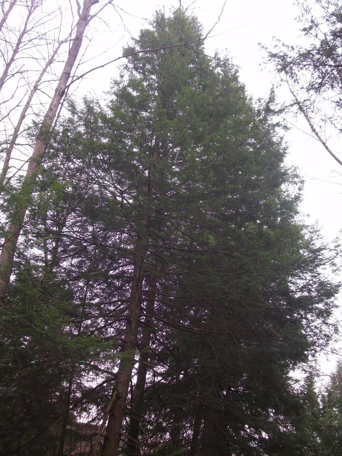 Qty-1 Eastern Hemlock 4 Foot Tall rooted ready to Plant shipped Boxed ...