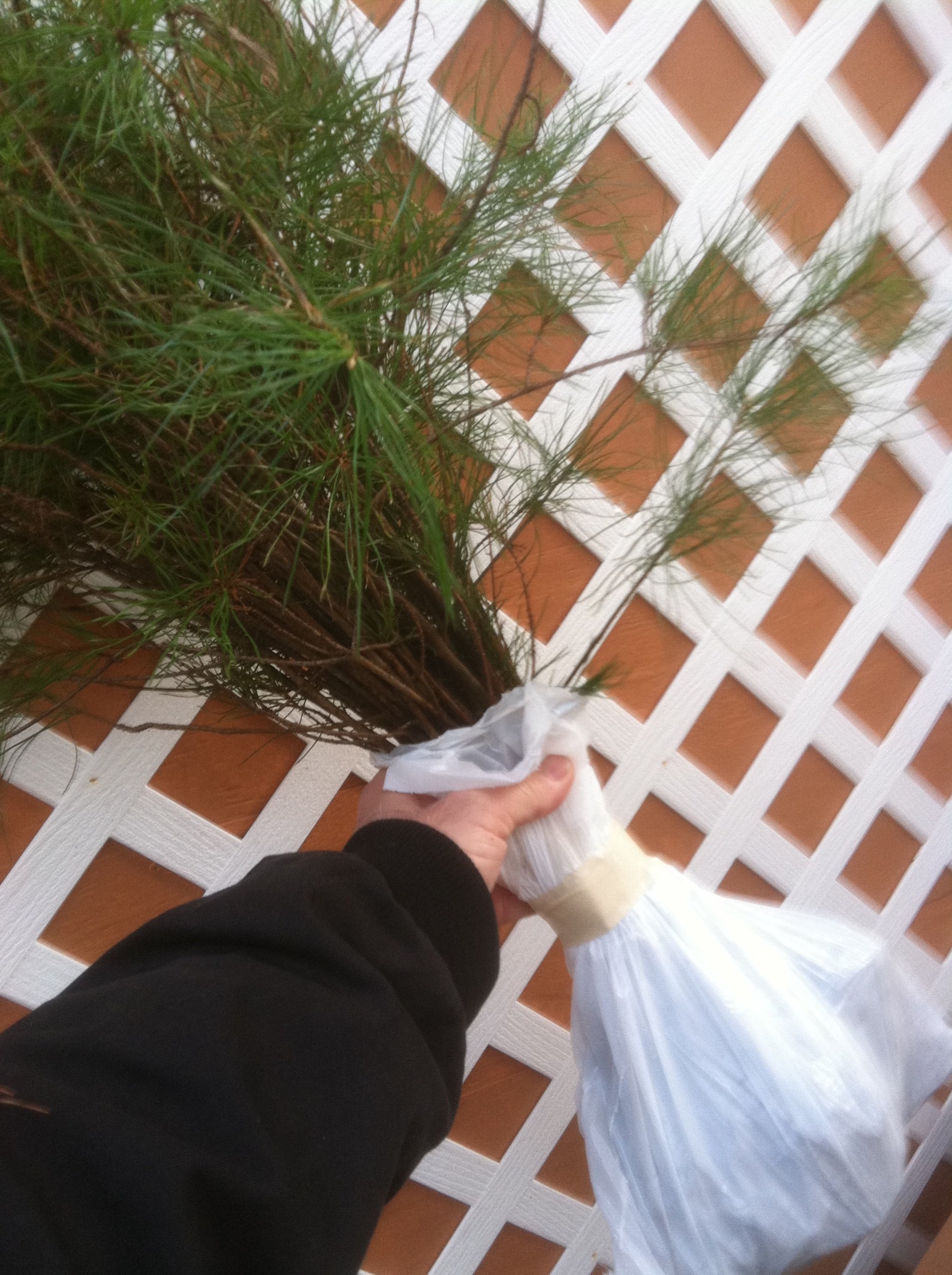 Customers Choice 6"-8"inch Tall White Pine Seedlings Qty 40 Naturally ...