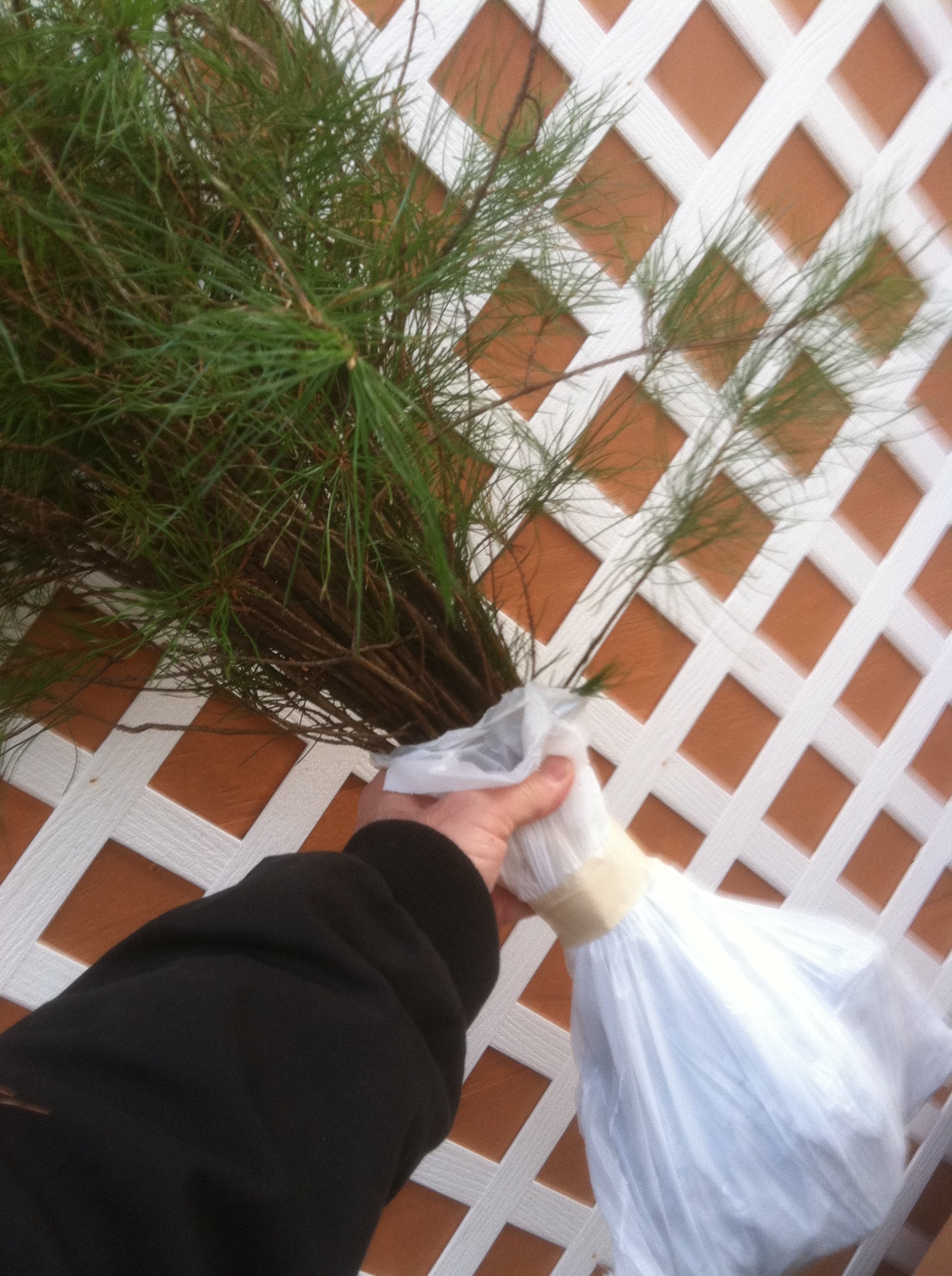 Qty 44 Nursery Bulk Seedlings White Pine Tree Starter - Etsy