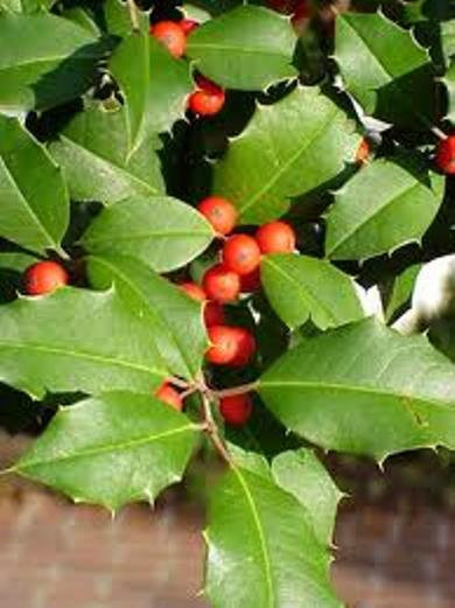 American Holly Evergreen Hedge Qty-32 Unrooted Cuttings for Propagation ...