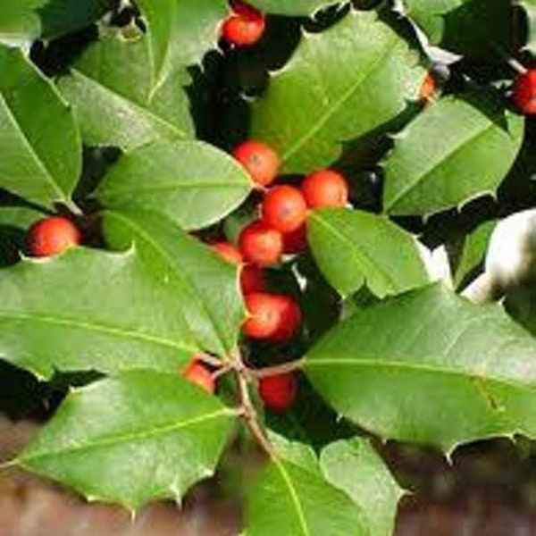 American Holly - Etsy
