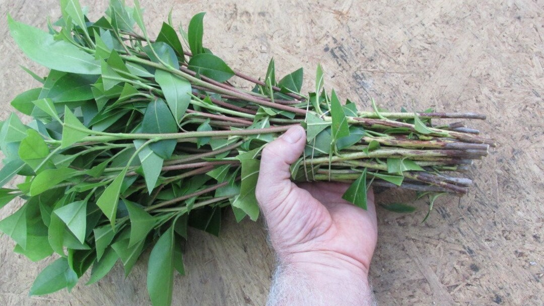 Flowering Mountain Laurel Qty-32 Unrooted Cuttings for Propagation Root ...