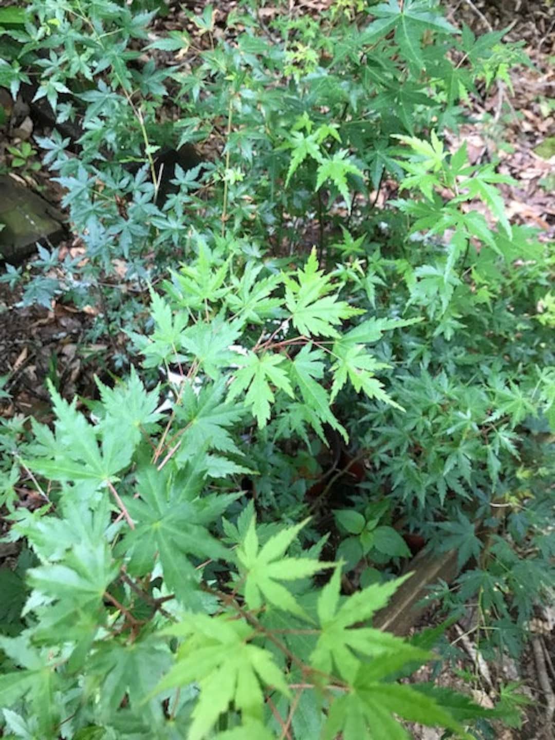 Pre-bonsai Japanese Maple 30 Inches Tall Transplant Starter Trees. 3 to ...