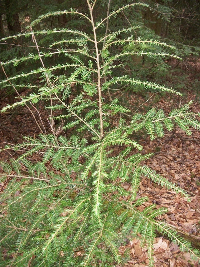 Qty-1 Eastern Hemlock 4 Foot Tall rooted ready to Plant shipped Boxed ...