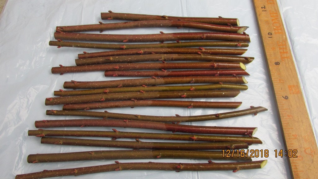 Red Maple Qty-100 Unrooted Cuttings for Propagation Root Stock 6-8 ...