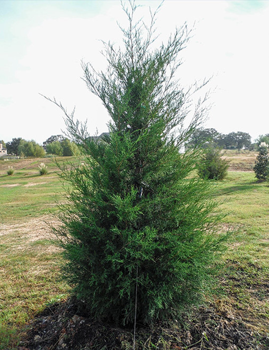 Eastern Red Cedar 24 Inch Tall Qty-1 Rooted Transplant Starter Tree ...