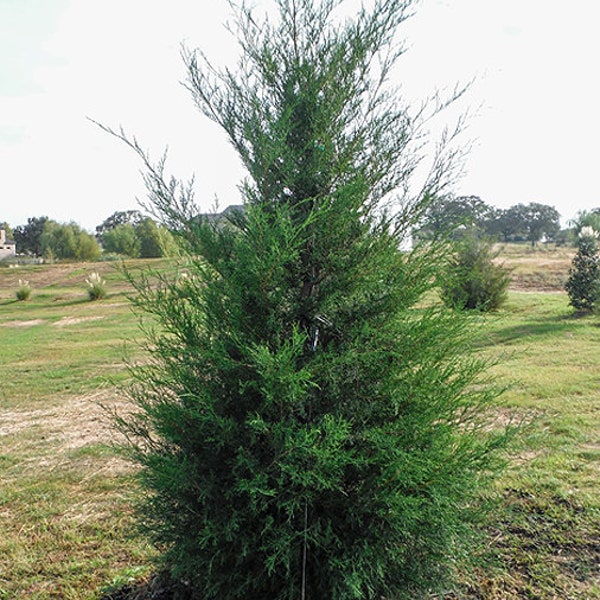 Eastern Red Cedar - Etsy