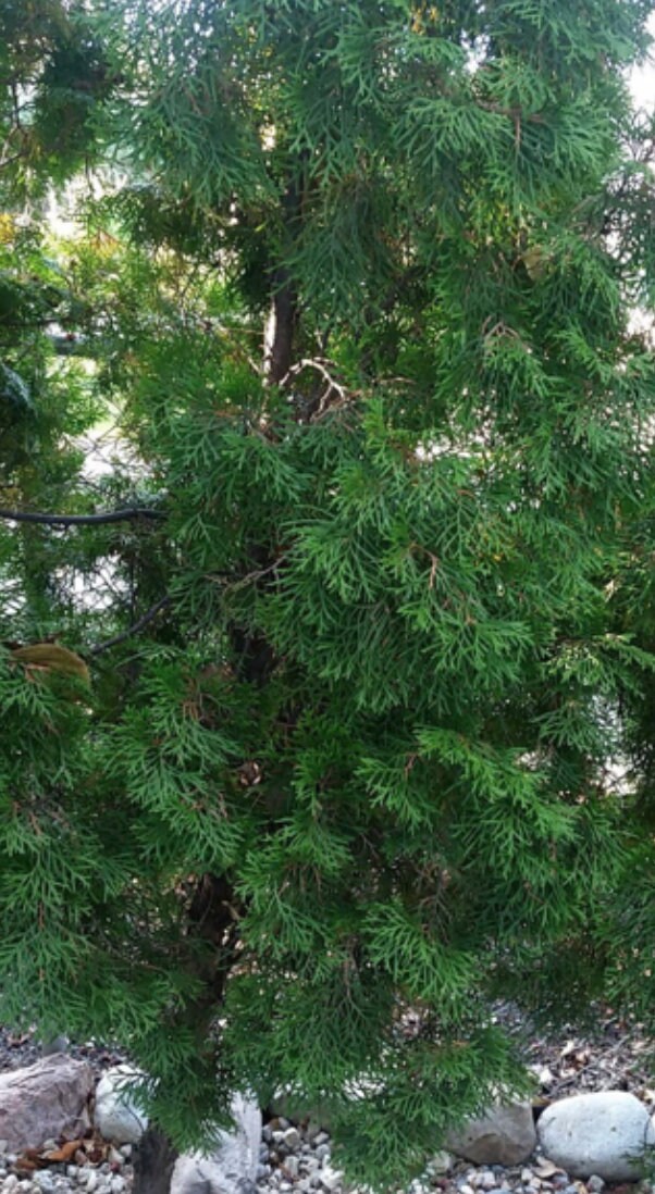 Evergreen White Cedar Tree Qty-28 Unrooted Cuttings 6-10 Inches Long ...