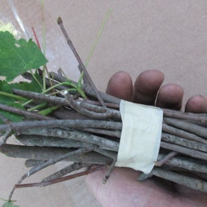 Red Maple Qty-32 Unrooted Cuttings for Propagation Root Stock 6-8 ...