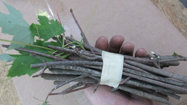 Red Maple Qty-32 Unrooted Cuttings for Propagation Root Stock - Etsy