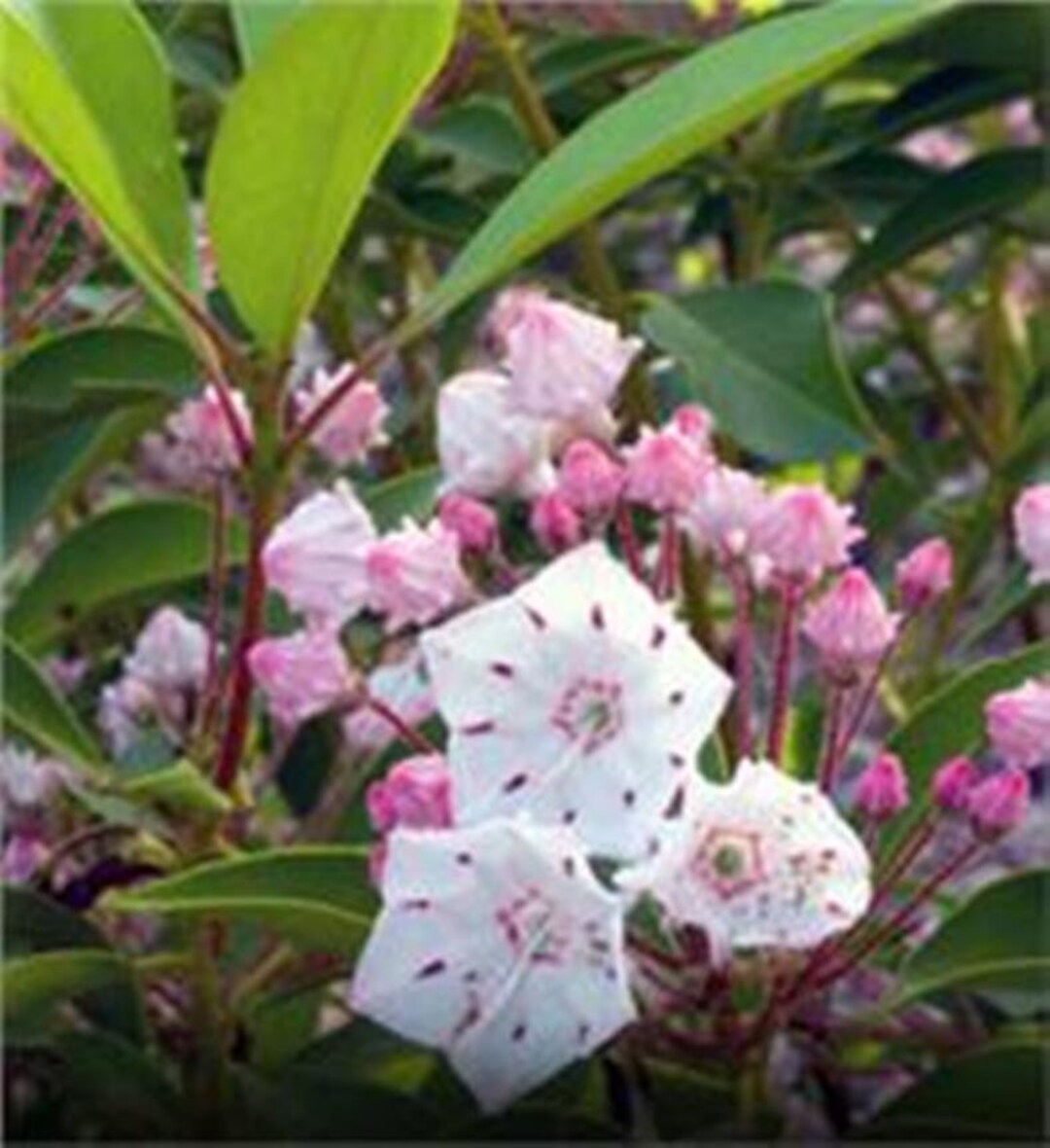 Flowering Mountain Laurel Qty-1000 Unrooted Cuttings for Propagation ...