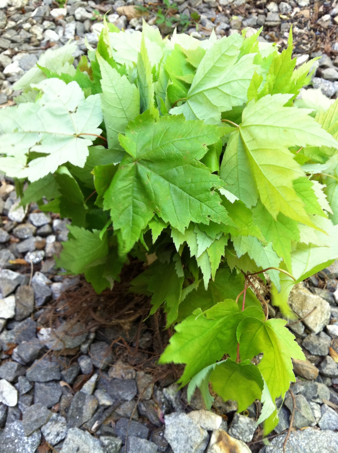 Red Maple Tree Starter Plant (6-12") - Acer Rubrum Seedling - Etsy