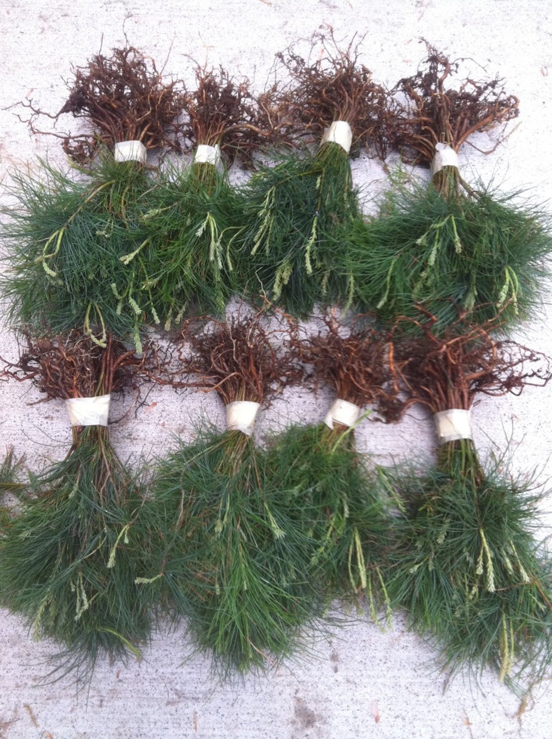 Qty- 1000 Eastern White Pine Transplant Starter Bulk Tree Seedlings 6 ...