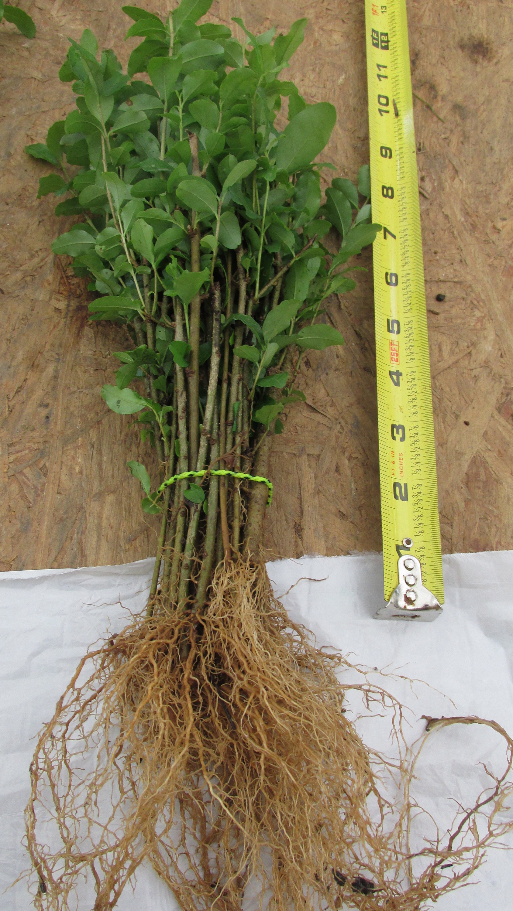 European Privet Privacy Hedge 36 Inches Tall Starter Transplant ...