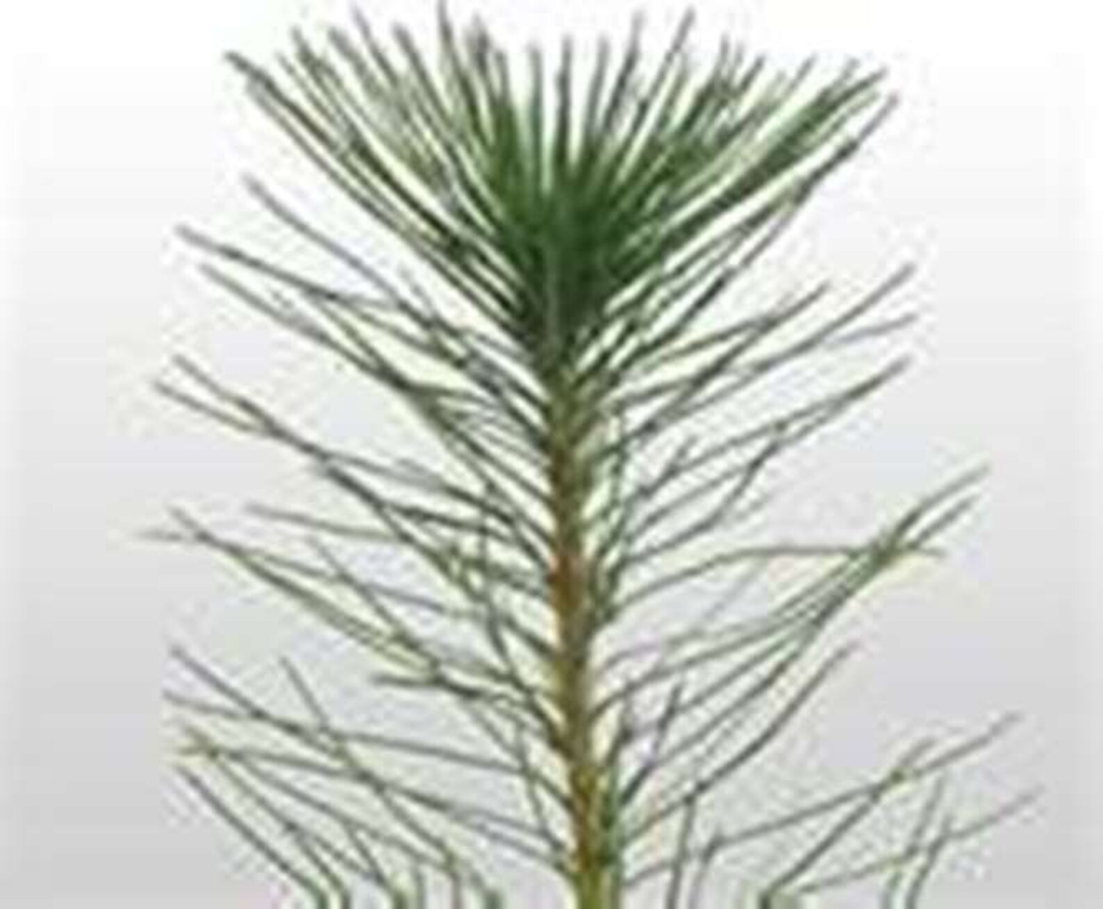 Eastern White Pine Qty-32 Unrooted Cuttings for Propagation Root Stock ...