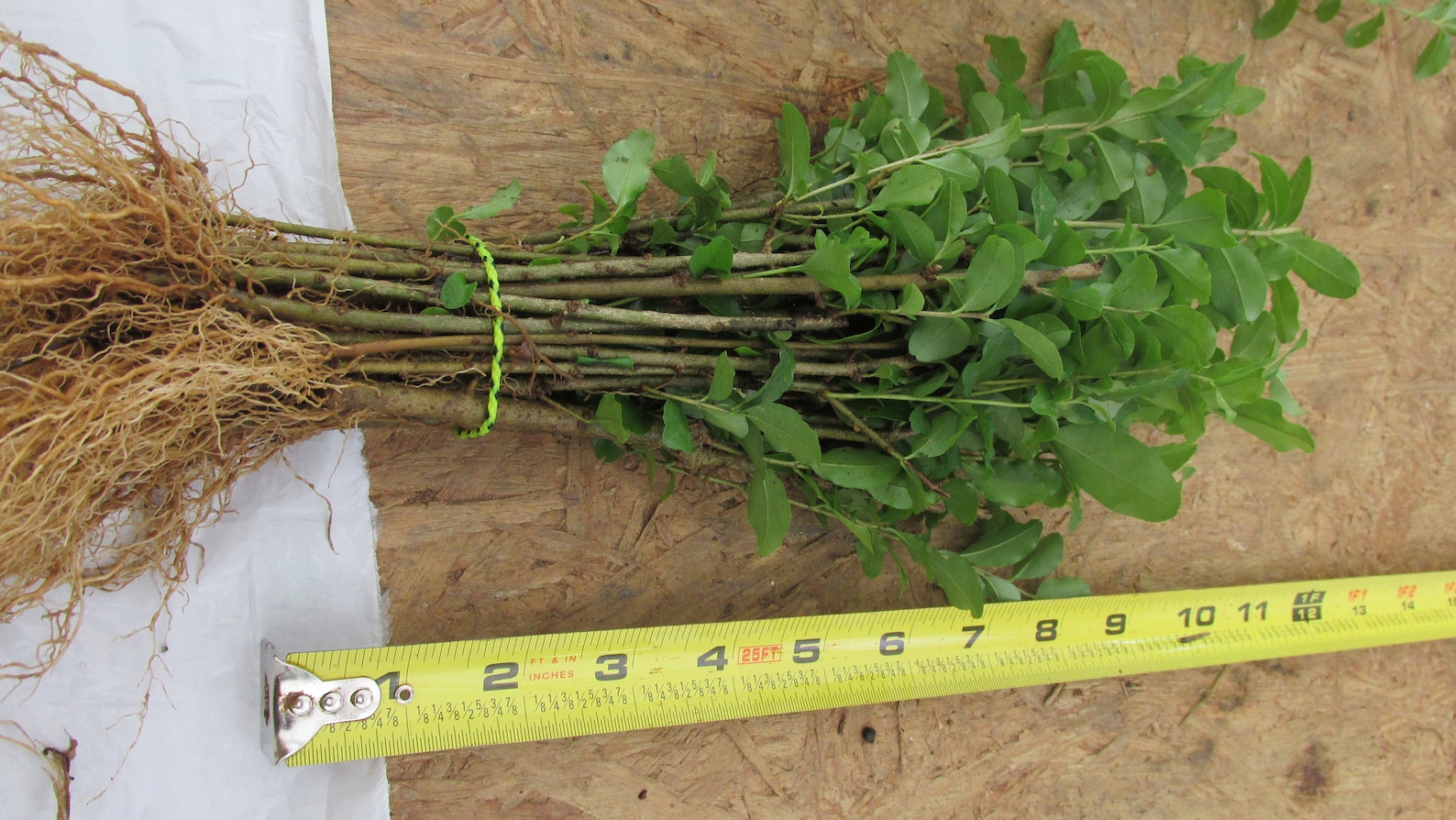 European Privet Privacy Hedge 36 Inches Tall Starter Transplant ...