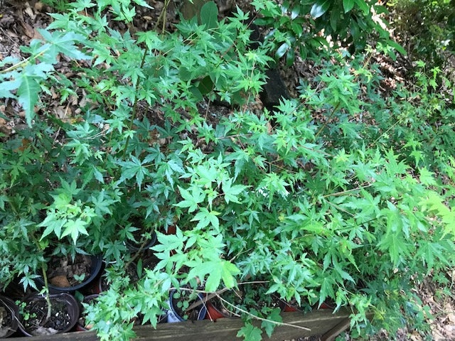 Smooth Japanese Maple 20 to 24 Inches Tall Transplant Starter Trees. 2 ...
