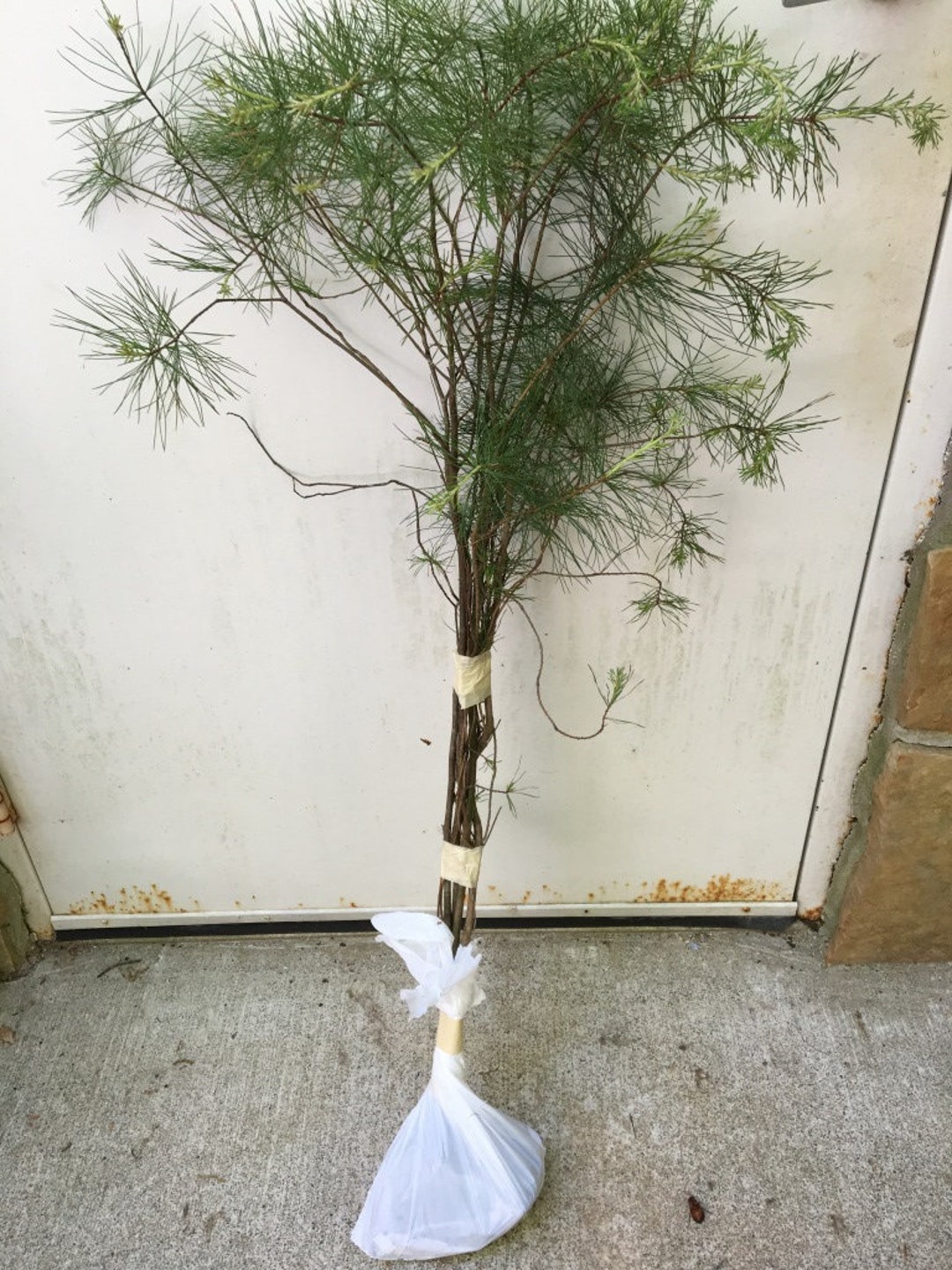 White Pine Tree Quantity 2 Fresh Starter Seedlings 36 Inch Tall Boxed ...