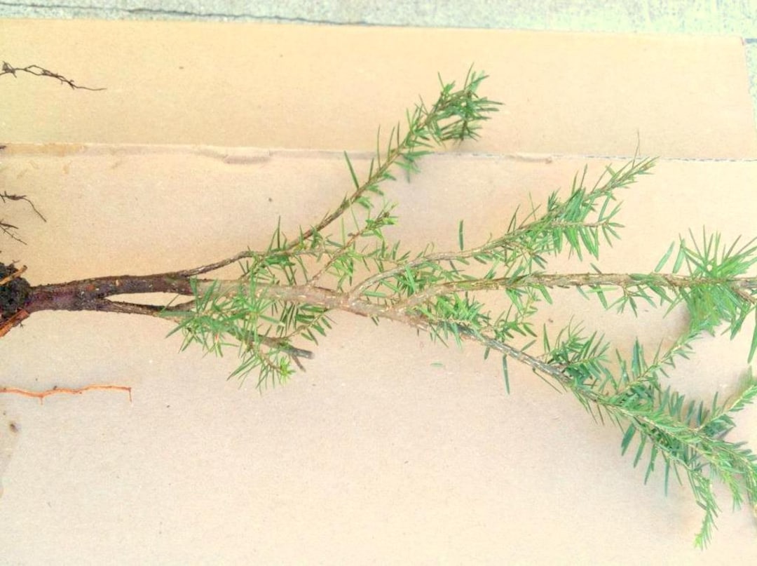 Starter Plant Eastern Hemlock Tree Qty-1 Small Starter Transplant ...