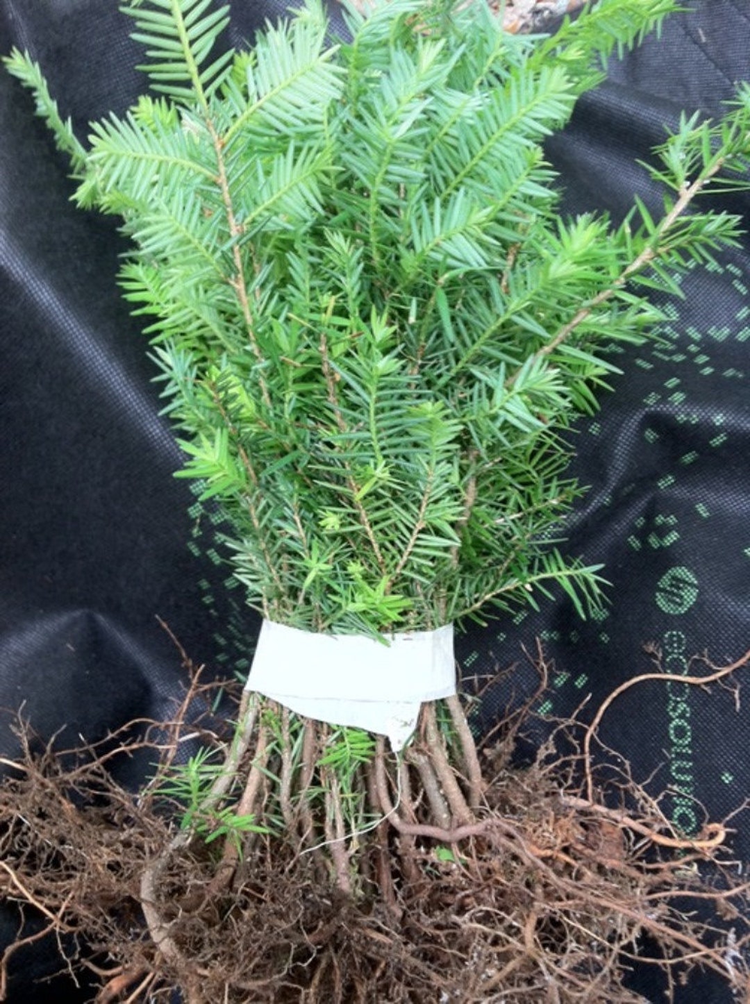 Eastern Hemlock Seedlings: Evergreen Rootstock (qty-15, 6-8 Inches) - Etsy