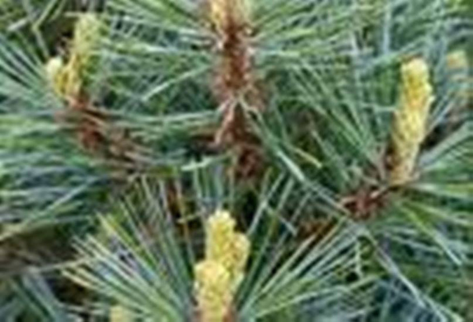 Eastern White Pine Qty-32 Unrooted Cuttings for Propagation Root Stock ...