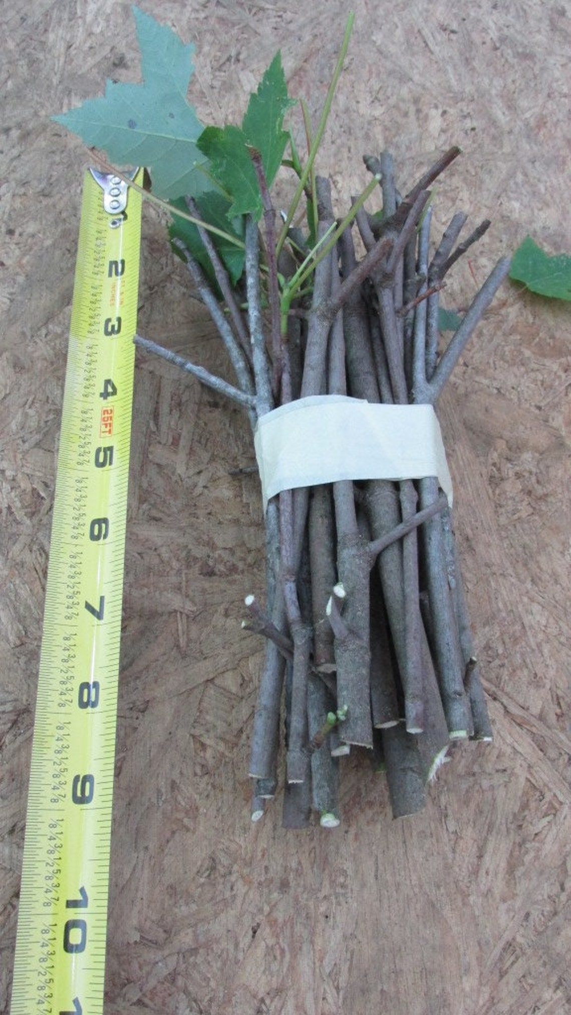 Red Maple Qty-32 Unrooted Cuttings for Propagation Root Stock | Etsy