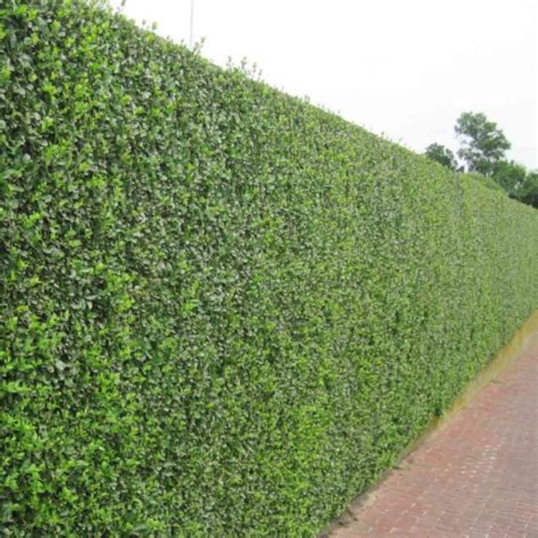 European Privet Privacy Hedge 36" Inches Tall Starter Transplant ...