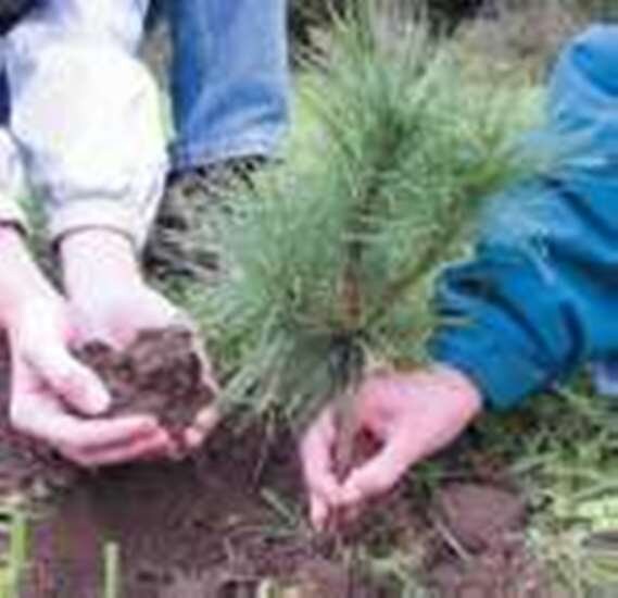 Qty 44 Nursery Bulk Seedlings White Pine Tree Starter - Etsy